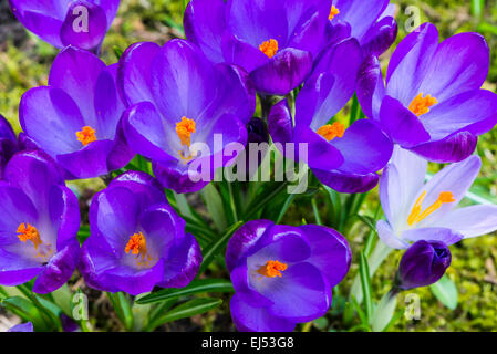Colorful purple crocus flowers blooming on a sunny Spring day in the ...