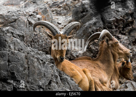 West caucasian tur goat in nature Stock Photo - Alamy