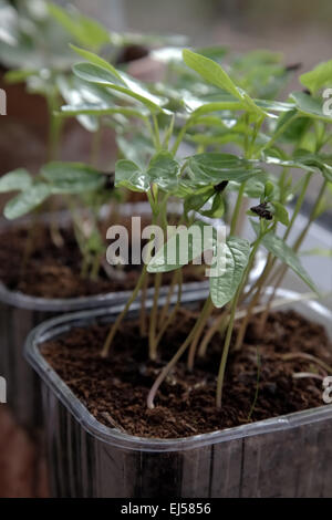 Seedlings of Ipomoea tricolor 'Heavenly Blue' morning glory annual ...