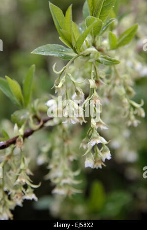 Oemleria cerasiformis flowers early spring syn Osoberry Indian Plum ...