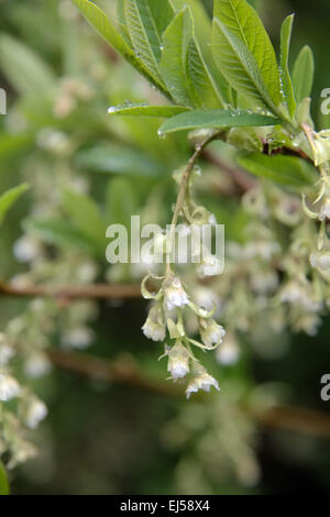 Oemleria cerasiformis flowers early spring syn Osoberry Indian Plum ...