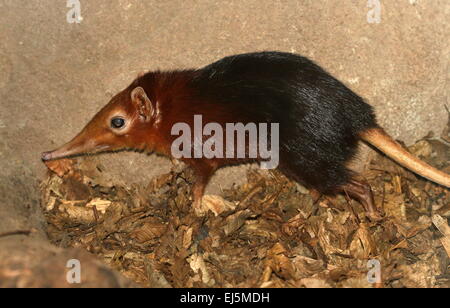 East African Black and rufous Elephant Shrew or Sengi (Rhynchocyon ...