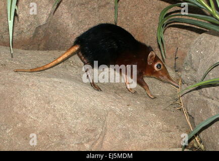 East African Black and rufous Elephant Shrew or Sengi (Rhynchocyon ...
