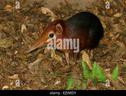 East African Black and rufous Elephant Shrew or Sengi (Rhynchocyon ...