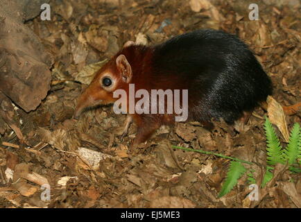 East African Black and rufous Elephant Shrew or Sengi (Rhynchocyon ...