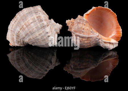 Two seashells n the black reflecting background Stock Photo - Alamy