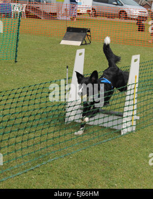 Flyball - Dog Agility - Collie Stock Photo - Alamy