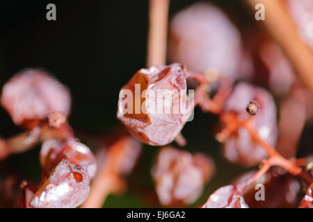 Bunch of decaying grapes on a grape vine, showing the peck marks of ...