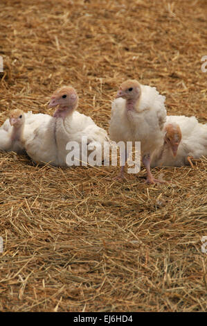 Photography of young baby turkeys in a barn at a hobby farm Stock Photo ...