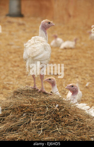 Photography of young baby turkeys in a barn at a hobby farm Stock Photo ...