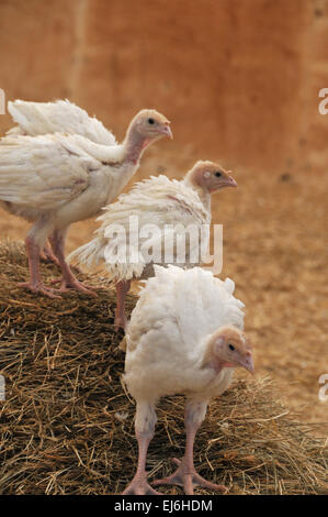 Male and female turkeys outdoors on grass Stock Photo - Alamy