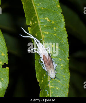 Wax-tailed Planthopper (Pterodictya reticularis Stock Photo - Alamy
