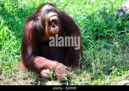 orangutan showing his teeth Stock Photo - Alamy