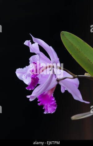Flower, Inle lake, Myanmar Stock Photo - Alamy