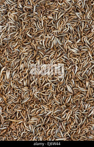 Freeze-dried edible Buffalo worms, Alphitobius diaperinus. Metaphor ...