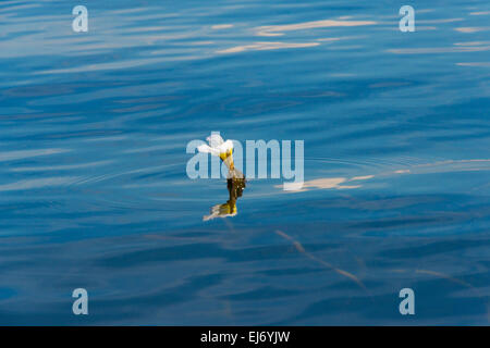 Water plant with white flowers, Inle Lake, Shan State, Myanmar Stock ...