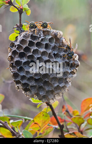 Paper Wasps (Polistes Nimpha) at nest, Tyrol, Austria Stock Photo - Alamy