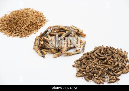 Freeze-dried edible Buffalo worms, Alphitobius diaperinus. Metaphor ...
