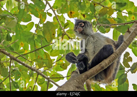 Spider Monkey (Atelidae) Yucatan Mexico Stock Photo - Alamy