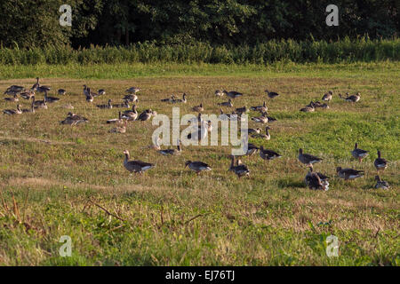 Greylag geese in a field near Svendborg, Denmark. Focus on the goose in ...