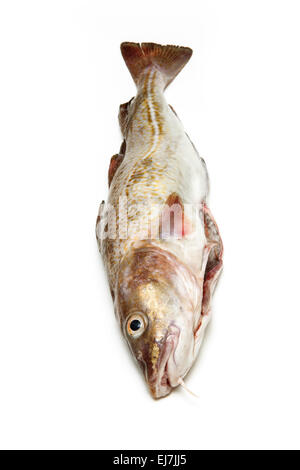 Whole Atlantic cod (Gadus morhua) fish, Isolated on a white studio ...