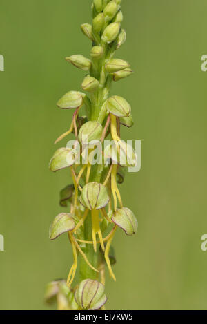 Man orchid (Aceras anthropophorum, Orchis anthropophora), single flower ...