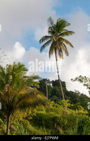 In the central part of Grenada Grand Etang National Park was ...