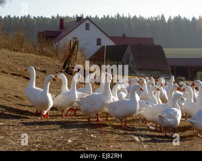Goose at the farm Stock Photo - Alamy
