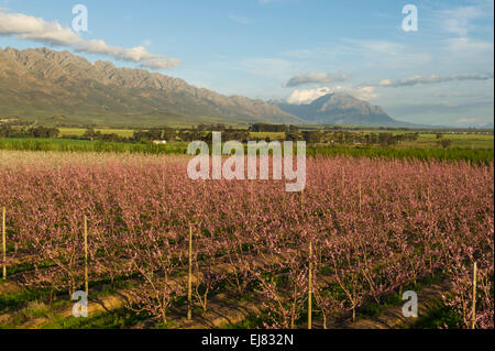 Fruit tree blossoms at the base of the Winterhoek Mountains, Tulbagh ...