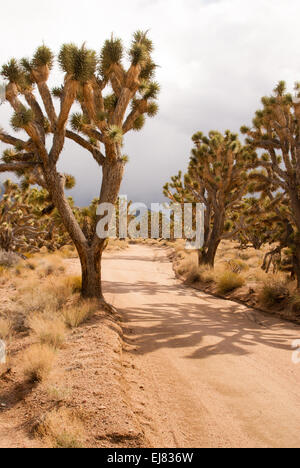 Joshua tree on a cloudy day Stock Photo - Alamy