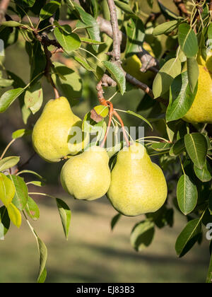 tree pear on background of sunset Stock Photo - Alamy