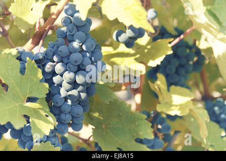 Sweet and tasty blue grape bunch Stock Photo - Alamy