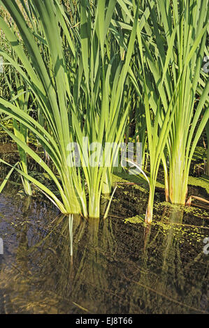 Rush plant growing in the swamp Stock Photo - Alamy
