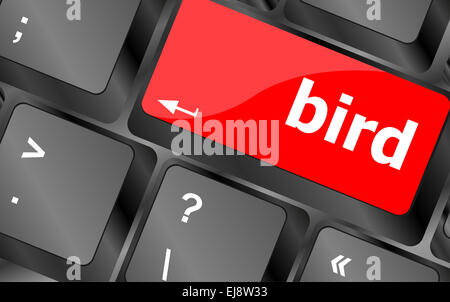 Button keyboard key, keypad with bird family closeup Stock Photo - Alamy