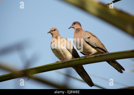 Laughing Dove / Palm Dove Stock Photo: 9567894 - Alamy