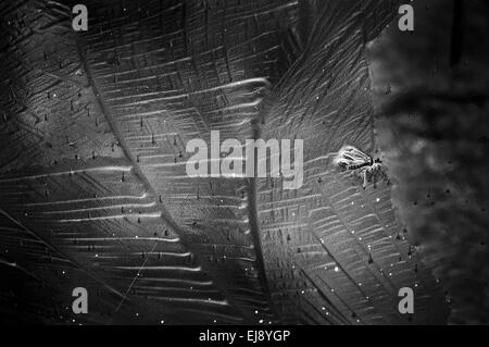 mosquito frozen in ice, Rondane NP, Norway Stock Photo - Alamy