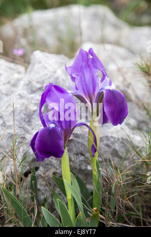 Purple Flag flower (Iris subbiflora Stock Photo - Alamy