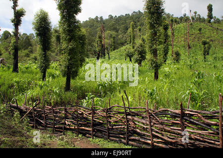 Jungle between Pante Macassar and Kutete, Oecusse, Timor-Leste Stock ...