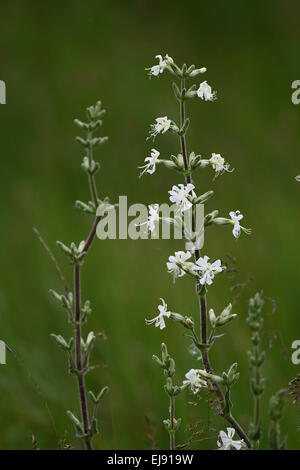 White sticky catchfly Stock Photo - Alamy