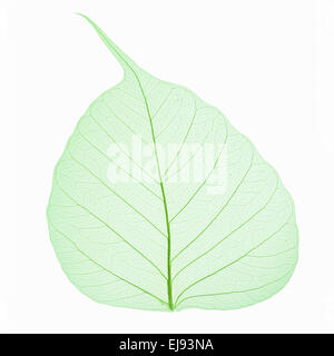 Skeleton Bodhi Tree Leaf isolated Stock Photo - Alamy