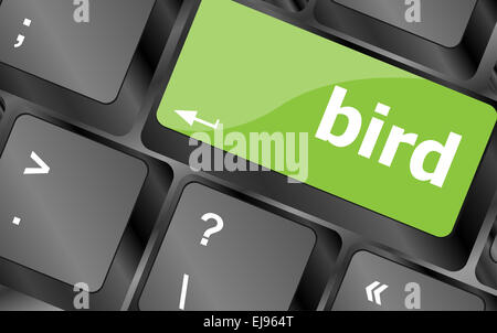 Button keyboard key, keypad with bird family closeup Stock Photo - Alamy