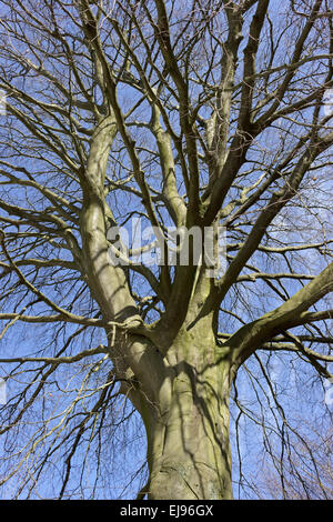 winterly beech tree Stock Photo - Alamy