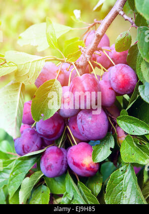 Plum tree branches with ripe sweet juicy fruits in sunset light in ...