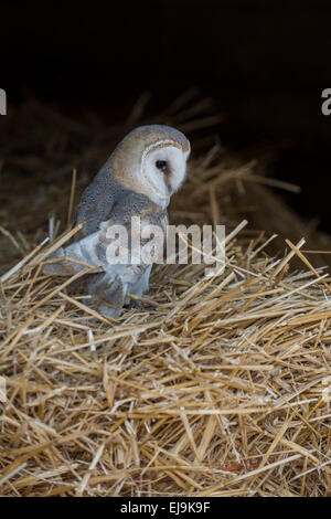 talons of a dead barn owl Stock Photo - Alamy