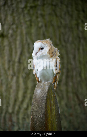 talons of a dead barn owl Stock Photo - Alamy
