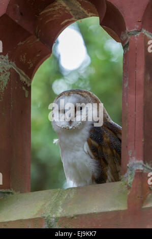 talons of a dead barn owl Stock Photo - Alamy