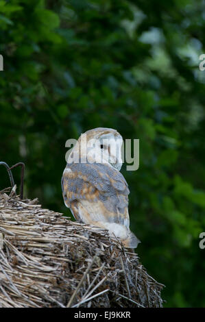 talons of a dead barn owl Stock Photo - Alamy