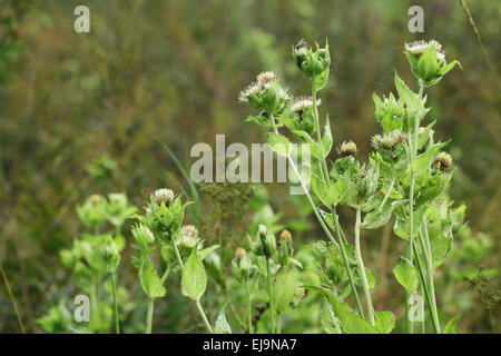 Cabbage Thistle (Cirsium oleraceum), Plantae, 21255 Tostedt ...