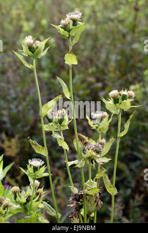 cabbage thistle (Cirsium oleraceum), blooming, Germany, Bavaria ...