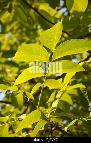 Walnuss, Walnuß, Rinde, Borke, Stamm, Wal-Nuss, Wal-Nuß, Juglans regia ...
